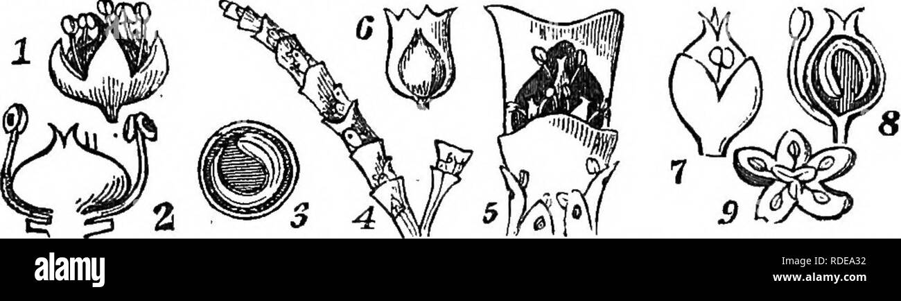 . Class-book of botany : being outlines of the structure, physiology ...