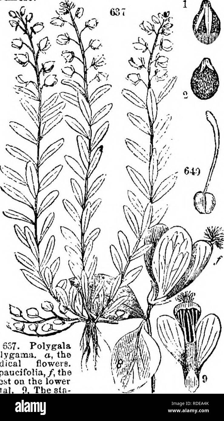 . Class-book of botany : being outlines of the structure, physiology ...