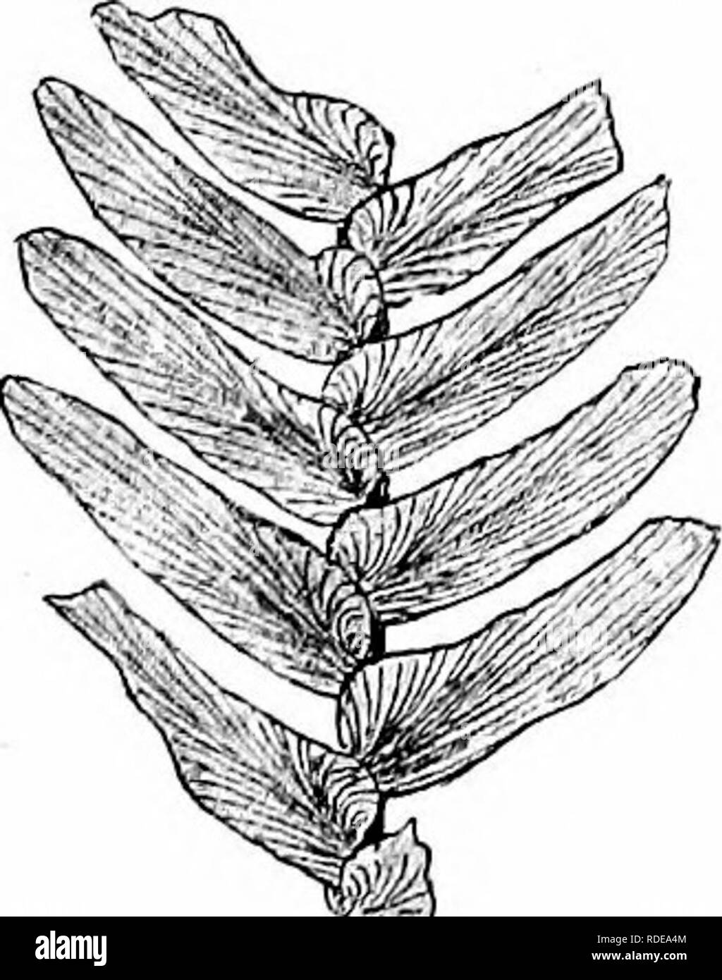 . Fossil plants : for students of botany and geology . Paleobotany. A B ...