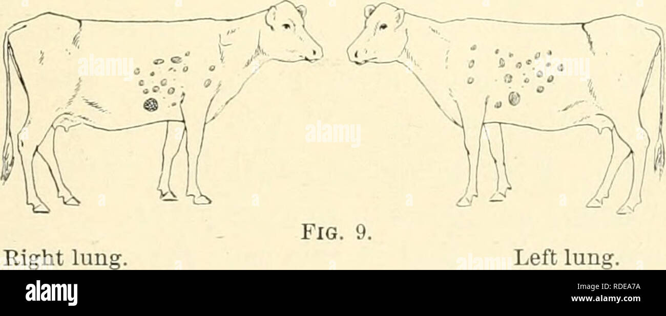 Pinhead size hi-res stock photography and images - Alamy