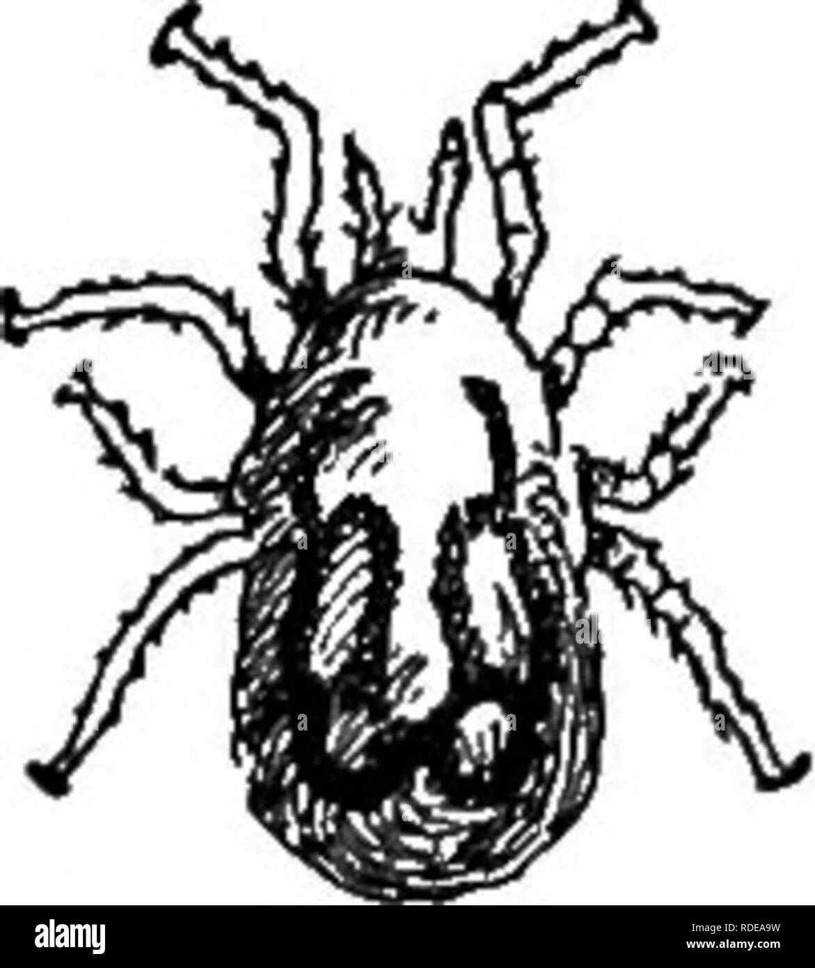 Menopon Gallinae Life Cycle