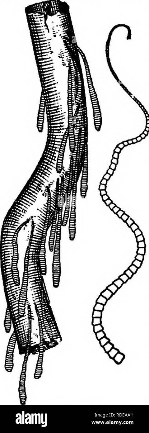 Scaley scaly scales Black and White Stock Photos & Images - Alamy