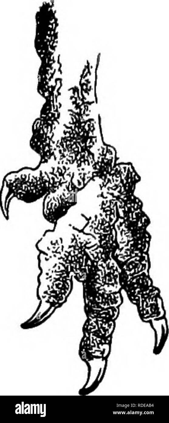 Scaley scaly scales hi-res stock photography and images - Alamy