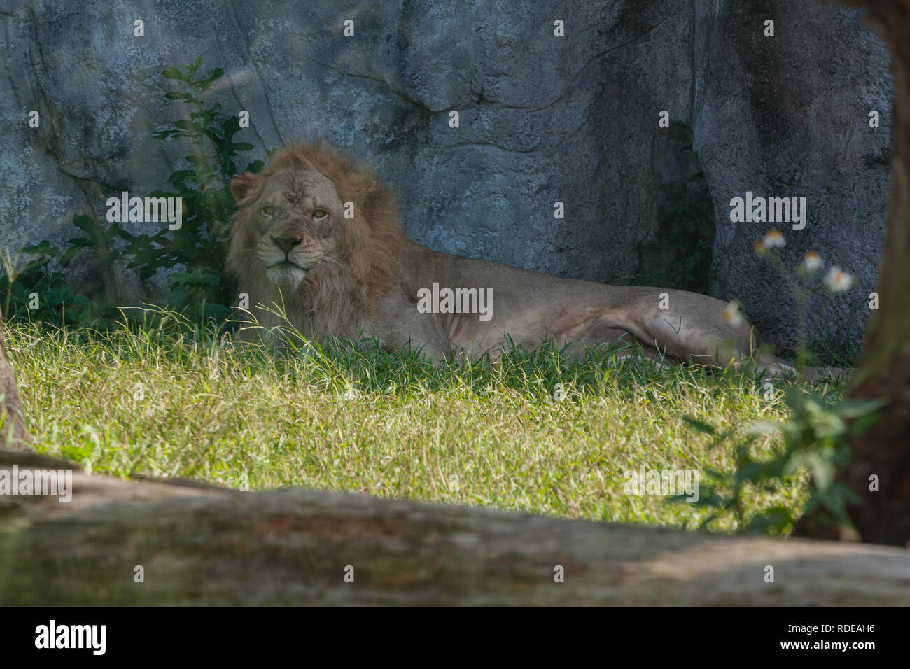 Lion Enclosure Zoo High Resolution Stock Photography and Images - Alamy