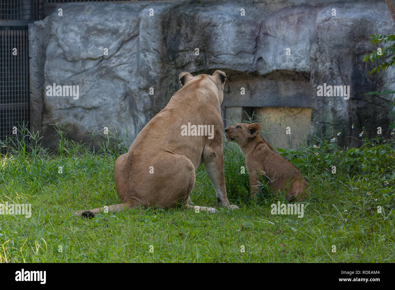 Lioness sitting side view hi-res stock photography and images - Alamy
