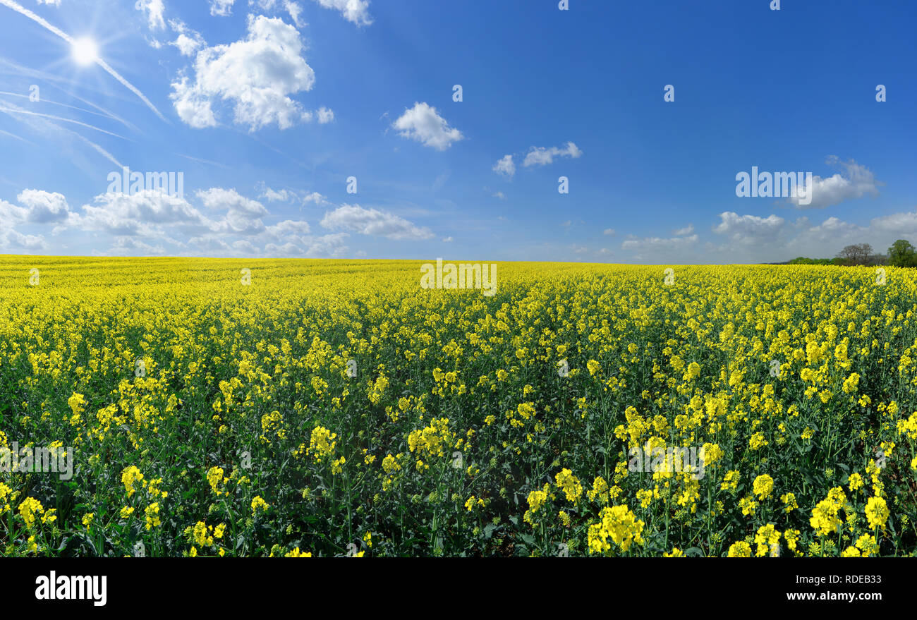 Blooming rapeseed field reaching to the horizon with sun Stock Photo ...