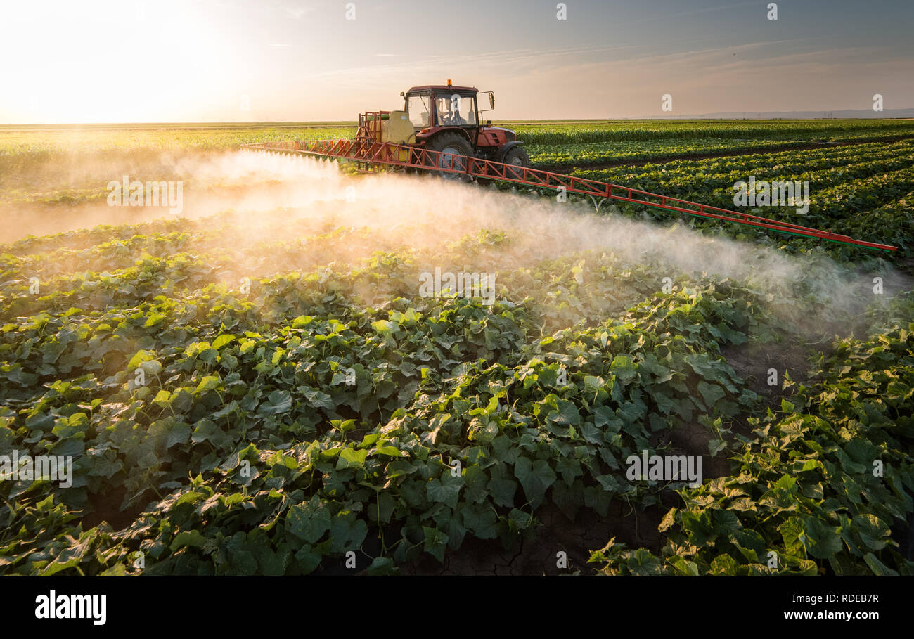 Farmer on a tractor with a sprayer makes fertilizer for young ...