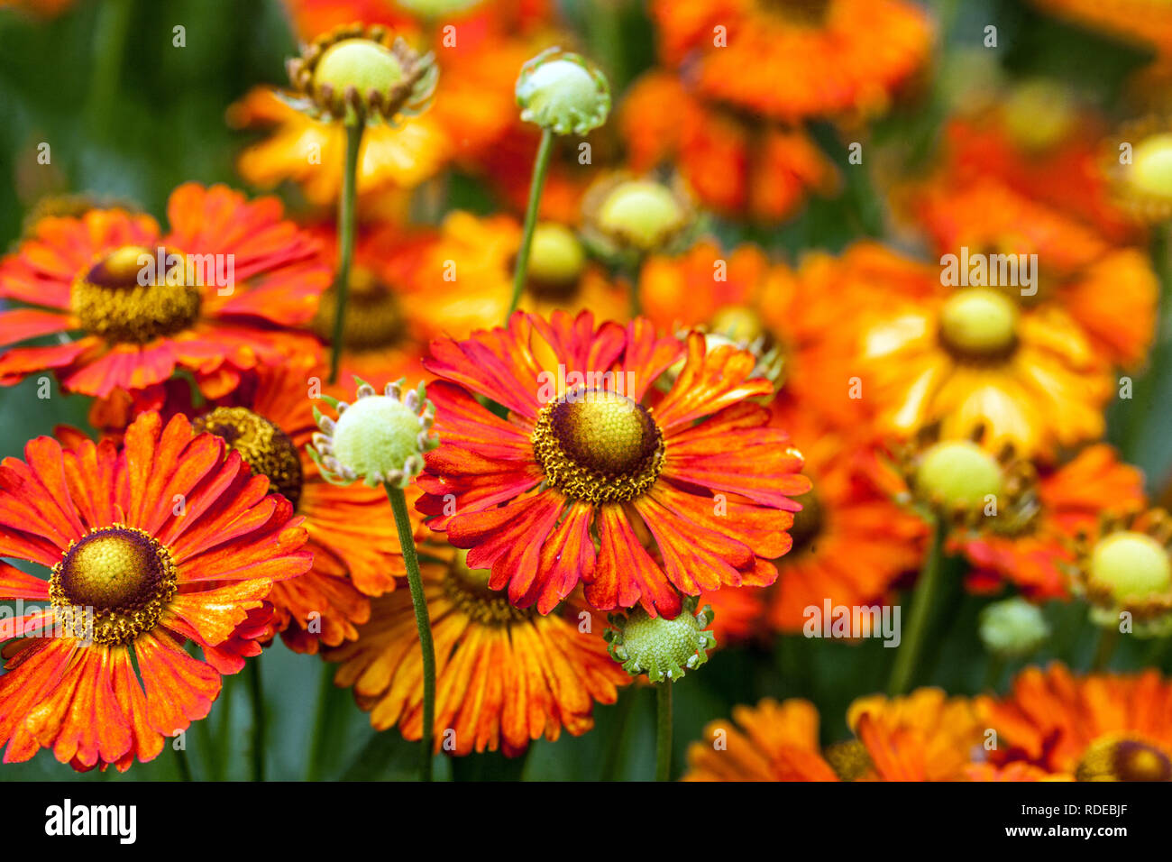 Perennial garden flower plant Helenium Sneezeweed blooming summer ...