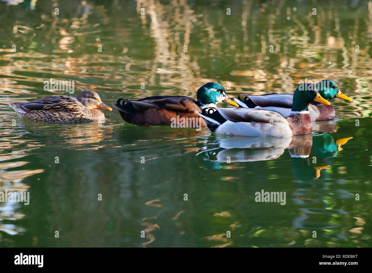 Ducks in water Stock Photo - Alamy