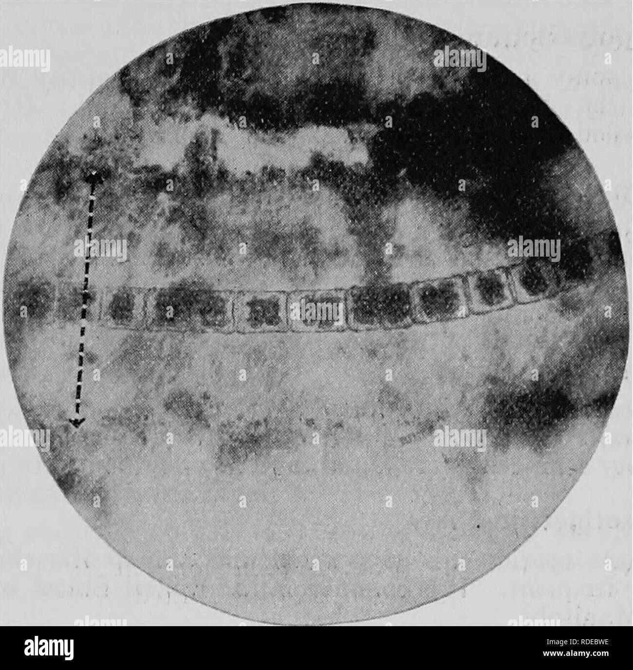 . Report of the Canadian Arctic Expedition 1913-18. Scientific ...