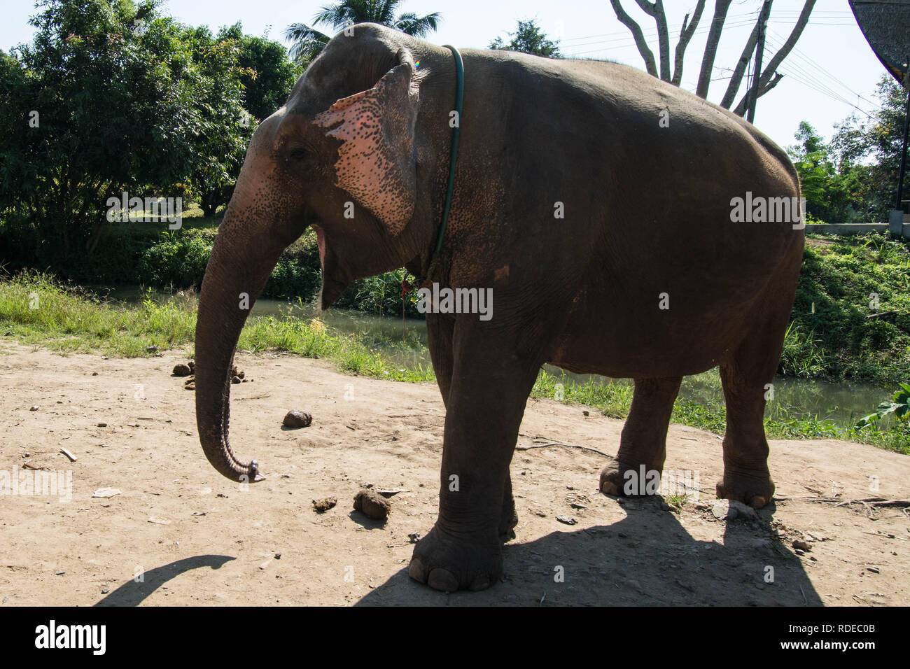 Elephant feet illustration hi-res stock photography and images - Alamy