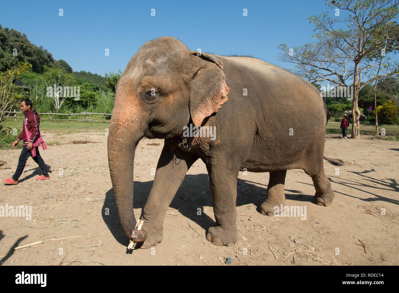 Elephant feet illustration hi-res stock photography and images - Alamy