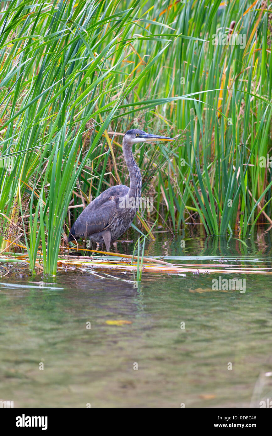 Ducking pond hi-res stock photography and images - Alamy