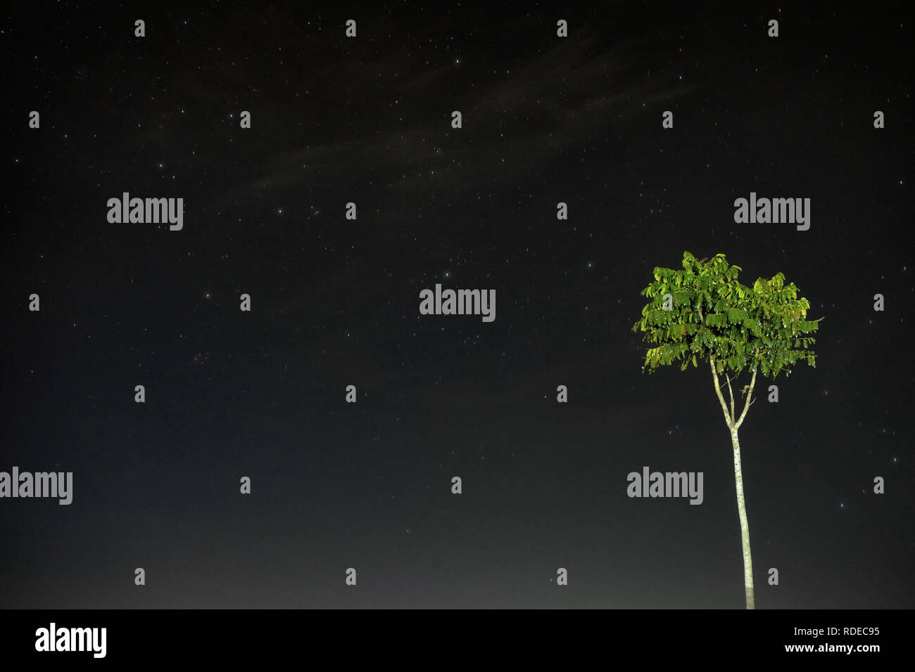 Starry Night Landscape and A single Tree Stock Photo - Alamy