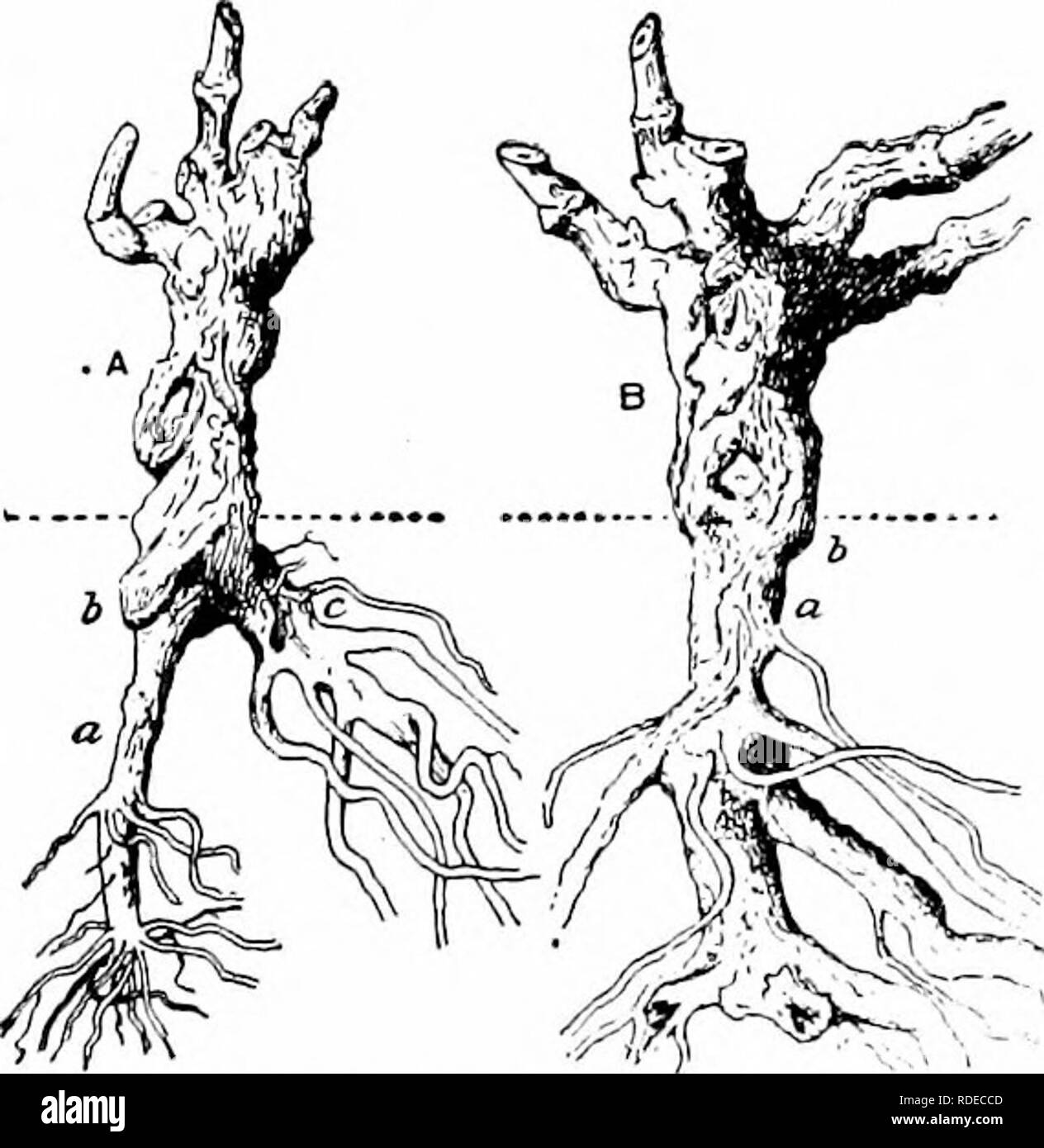 Grape plant nursery Black and White Stock Photos & Images - Alamy