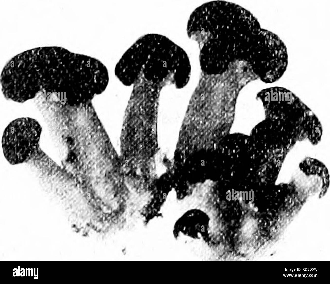 Cudonia circinans hi-res stock photography and images - Alamy