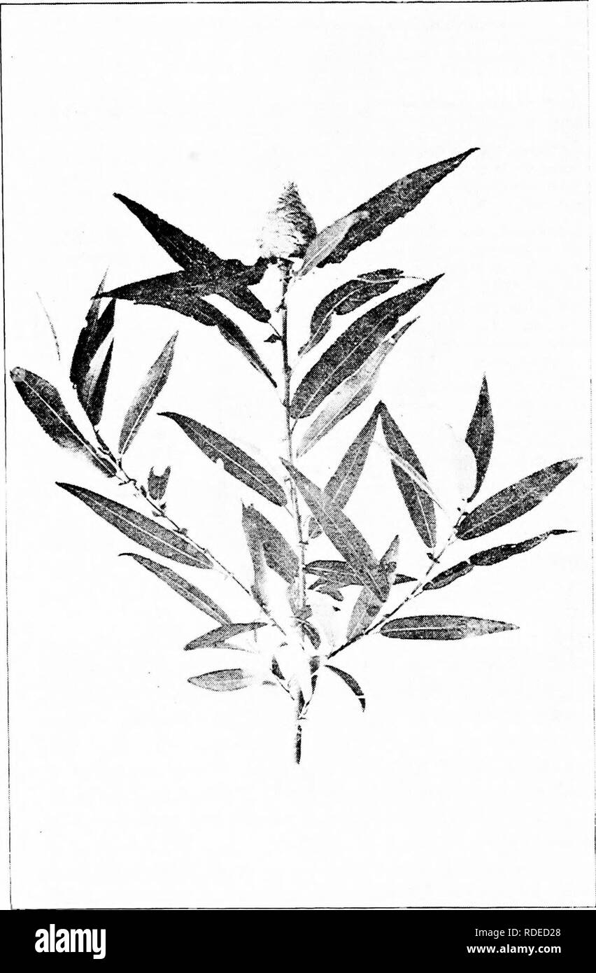 Salix discolor hi-res stock photography and images - Alamy