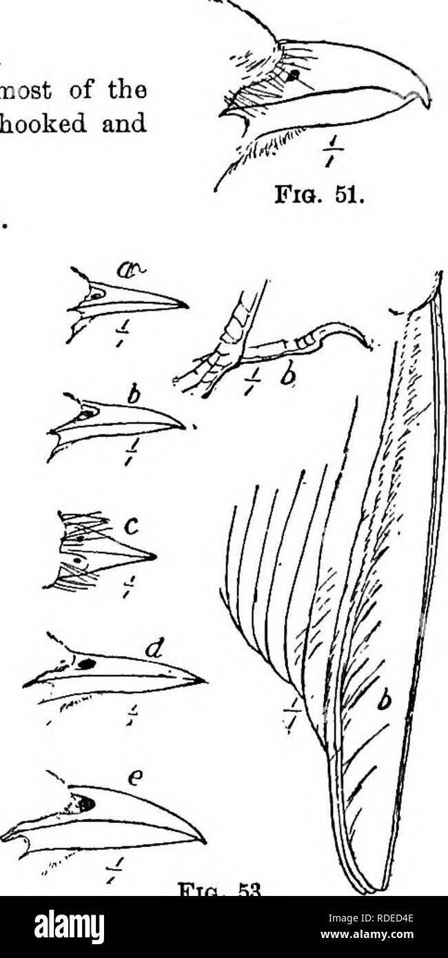 Notched tail Black and White Stock Photos & Images - Alamy