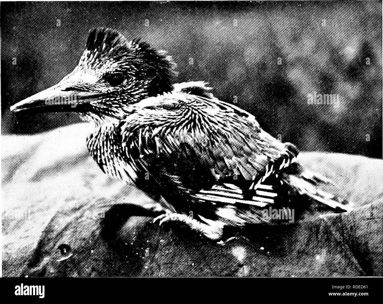 Nesting chamber Black and White Stock Photos & Images - Alamy