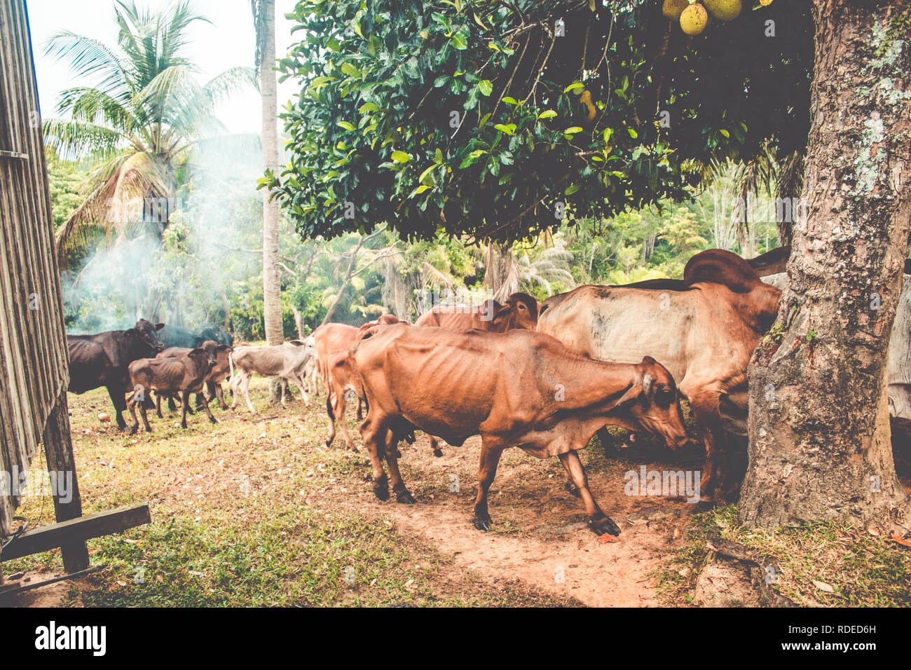 Herd of cattle under Jackfruit Tree. Cow on the meadow walking together ...