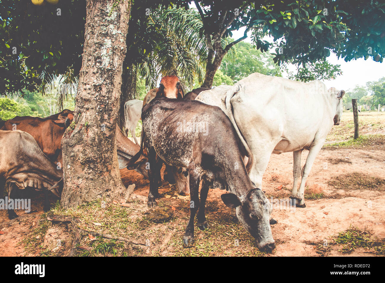 Cow Under Tree High Resolution Stock Photography and Images - Alamy