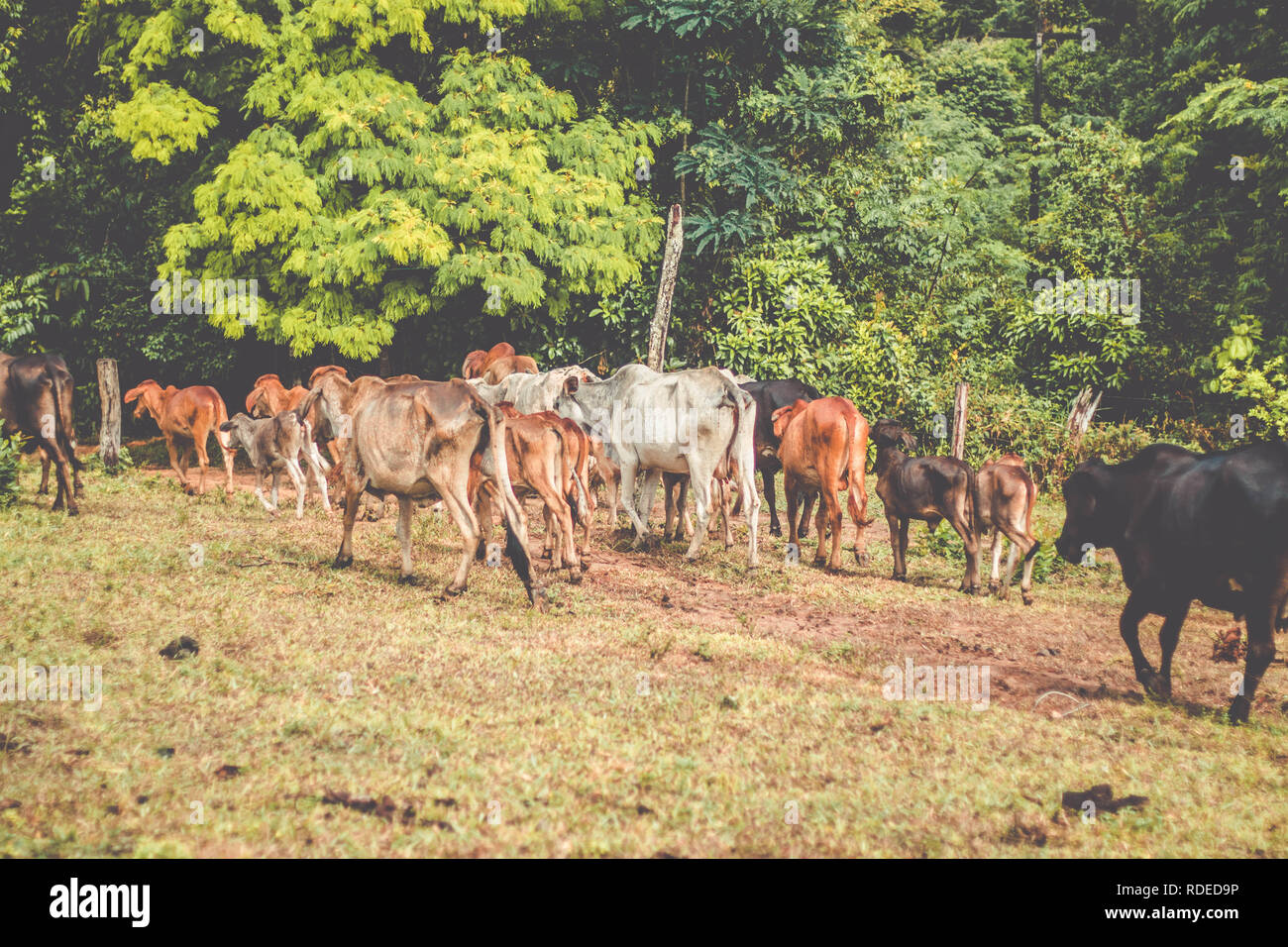 Cow Under Tree High Resolution Stock Photography and Images - Alamy