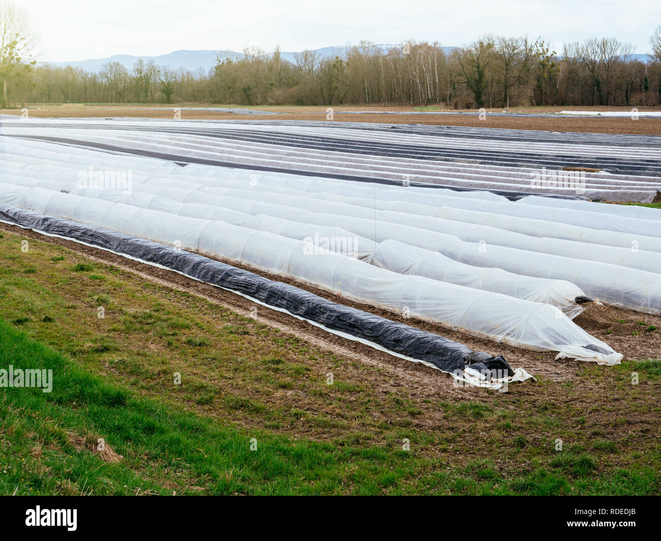 Large asparagus plantation field in rural area with multiple rows ...