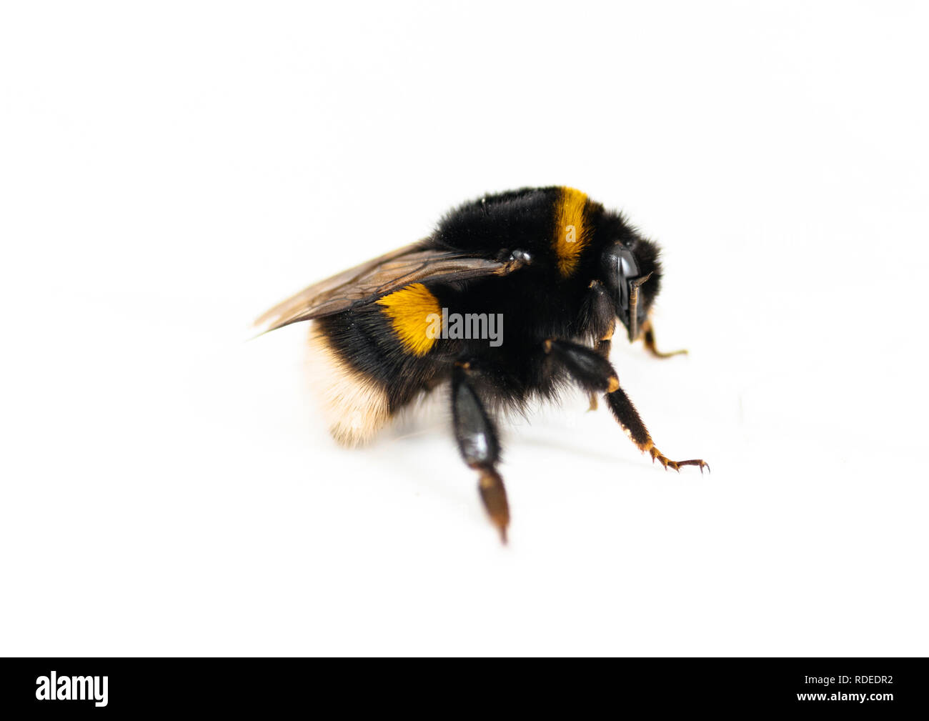 Bumble-bee isolated on white background - beautiful insect pollinator ...