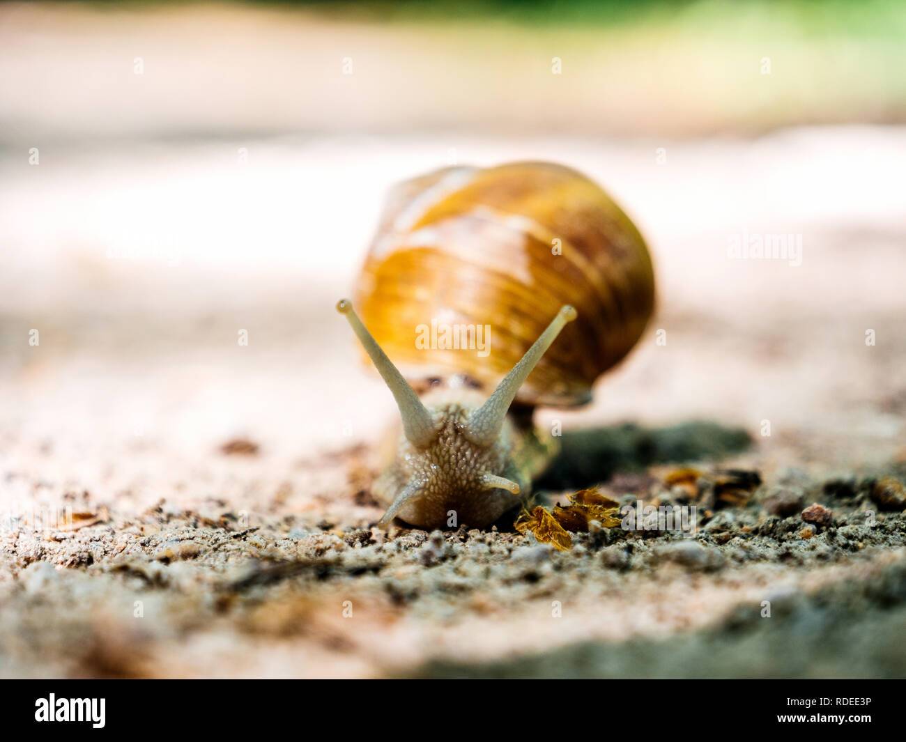 Front view of big snail wearing his house - low angle view Stock Photo ...