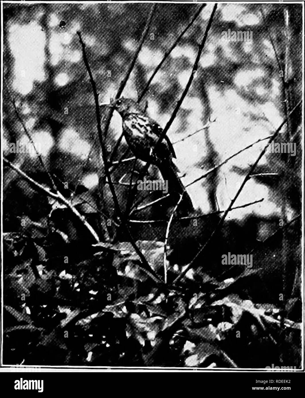 Thorn bushes Black and White Stock Photos & Images - Alamy
