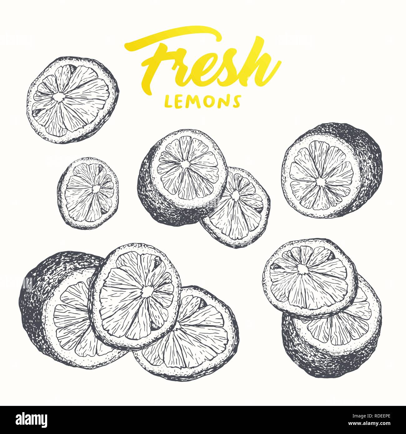 Fresh lemons vector banner template. Sketch fruit clipart. Sliced ...