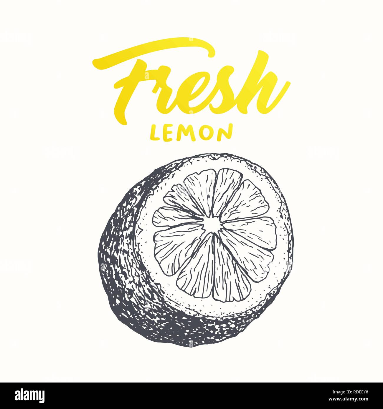 Fresh lemon vector banner template. Sketch fruit clipart. Sliced lemon ...