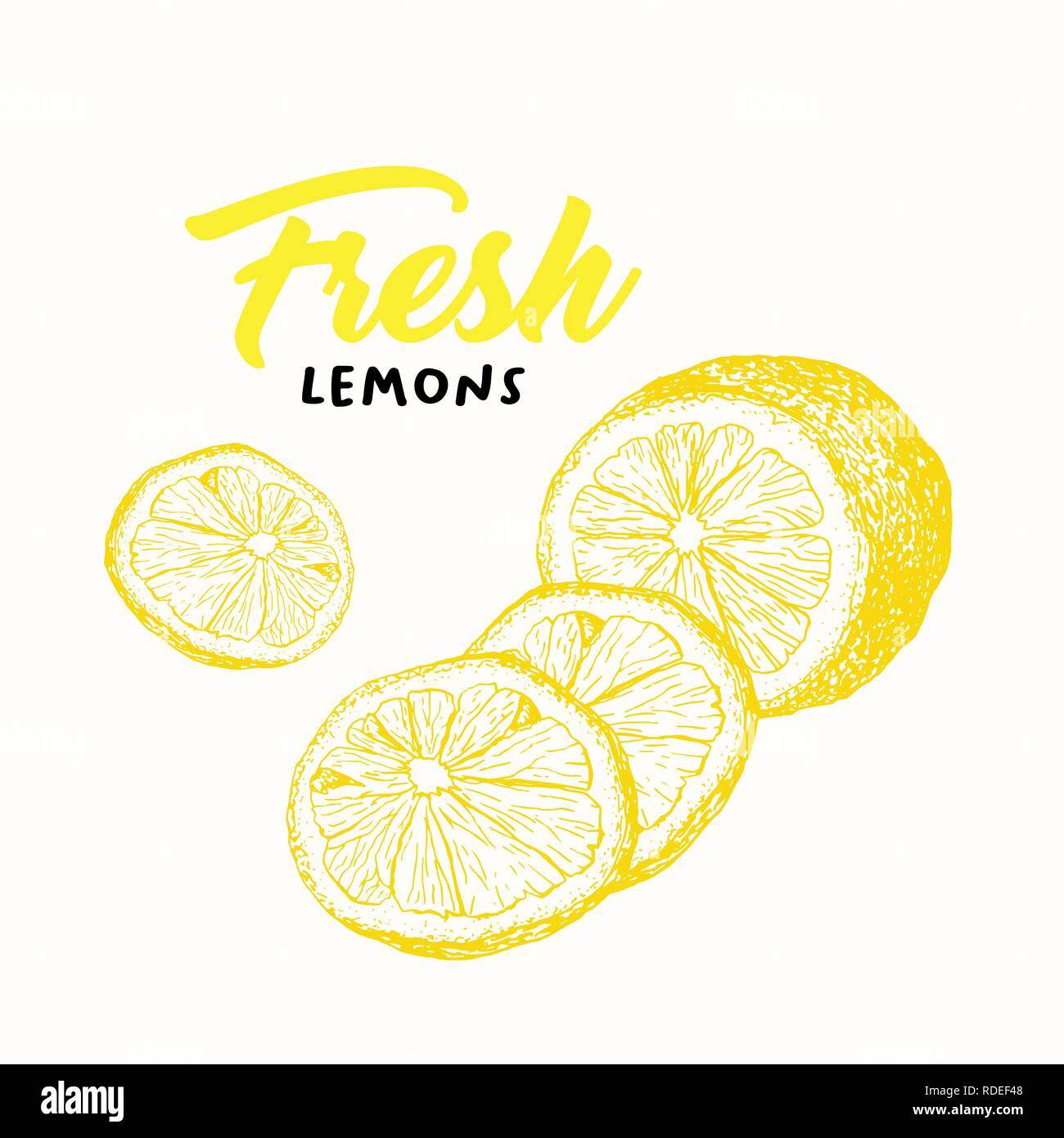 Fresh lemon vector illustration. Sketch fruit clipart. Handwritten ...