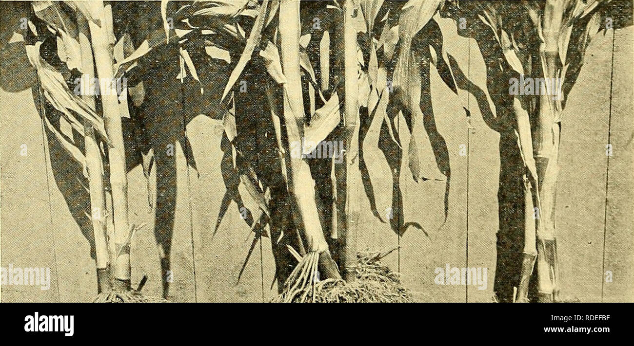 . The effects of inbreeding and crossbreeding upon development ...