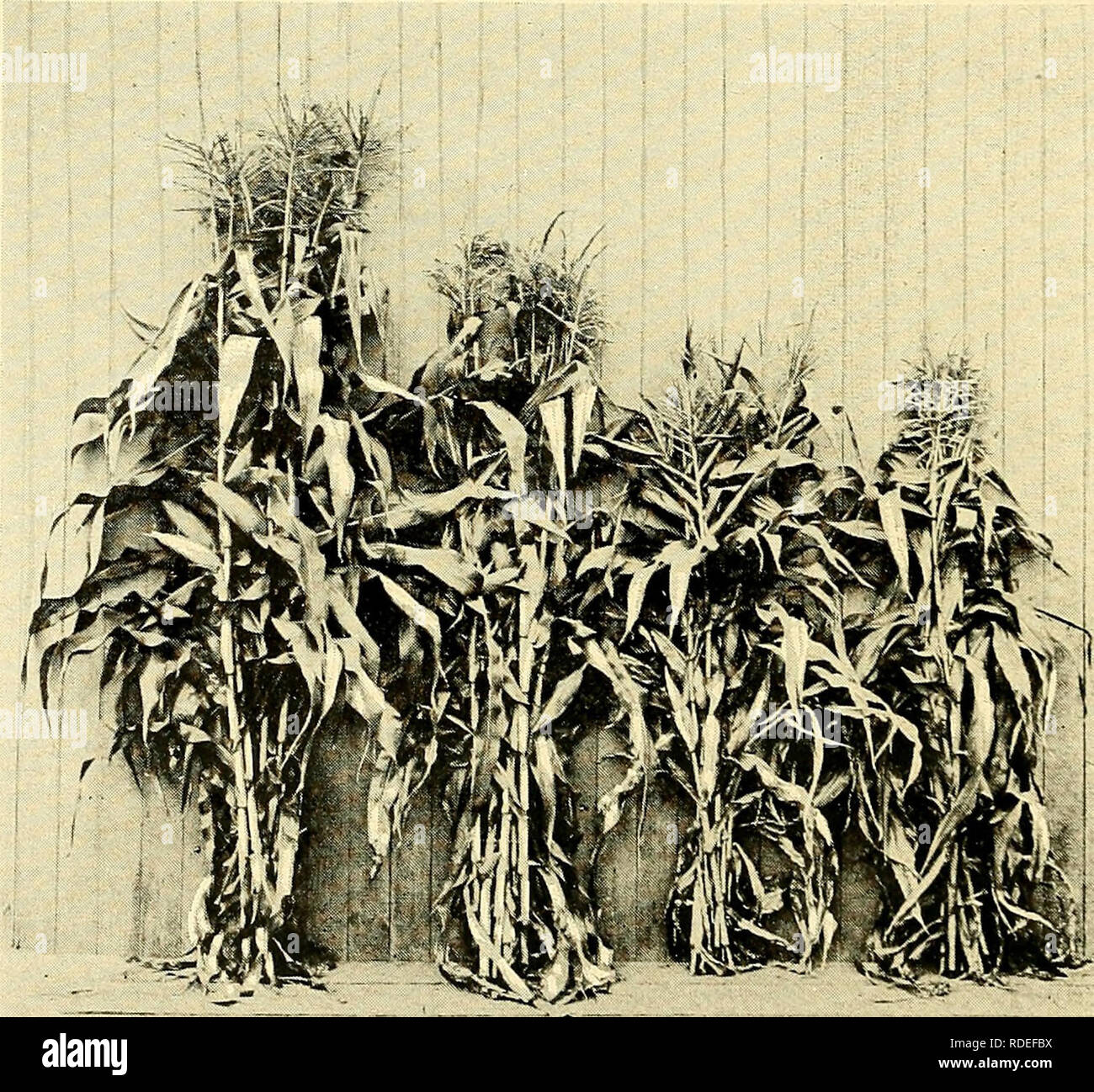 Crossbreeding Plants Essential Guide To Spider Plant Care And