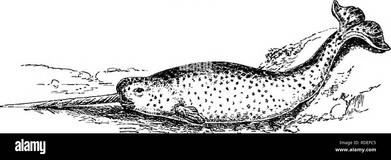 Tusk like teeth hi-res stock photography and images - Alamy