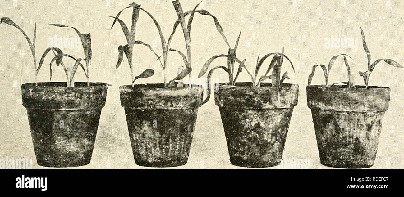 Hybridization of corn hi-res stock photography and images - Alamy