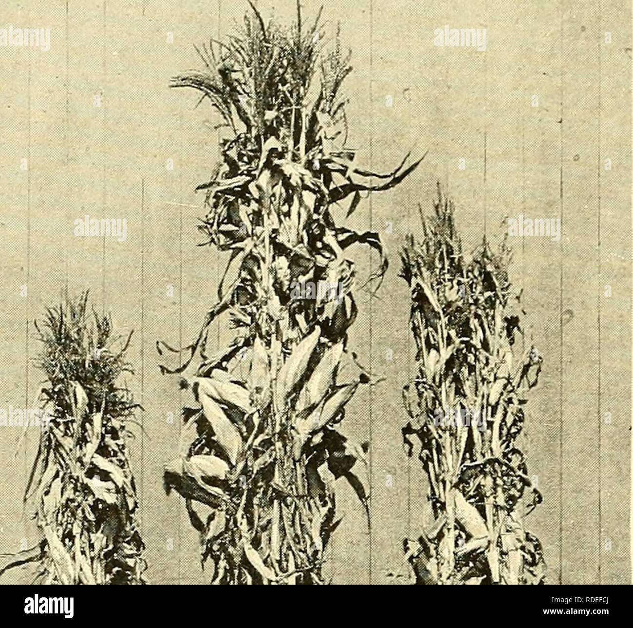 Hybridization of corn hi-res stock photography and images - Alamy