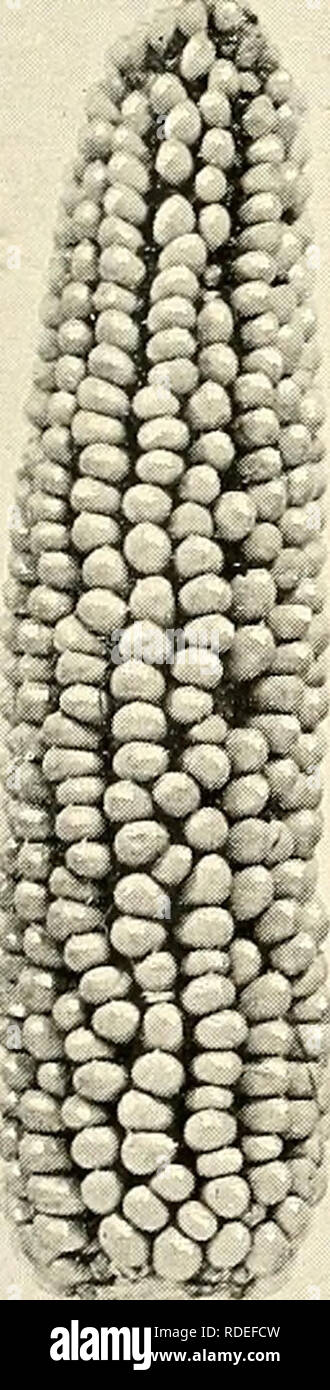 Hybridization of corn hi-res stock photography and images - Alamy