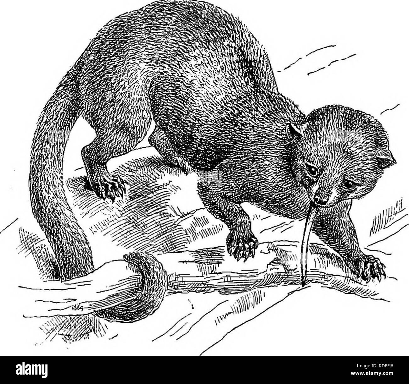 Types of claws Black and White Stock Photos & Images - Alamy