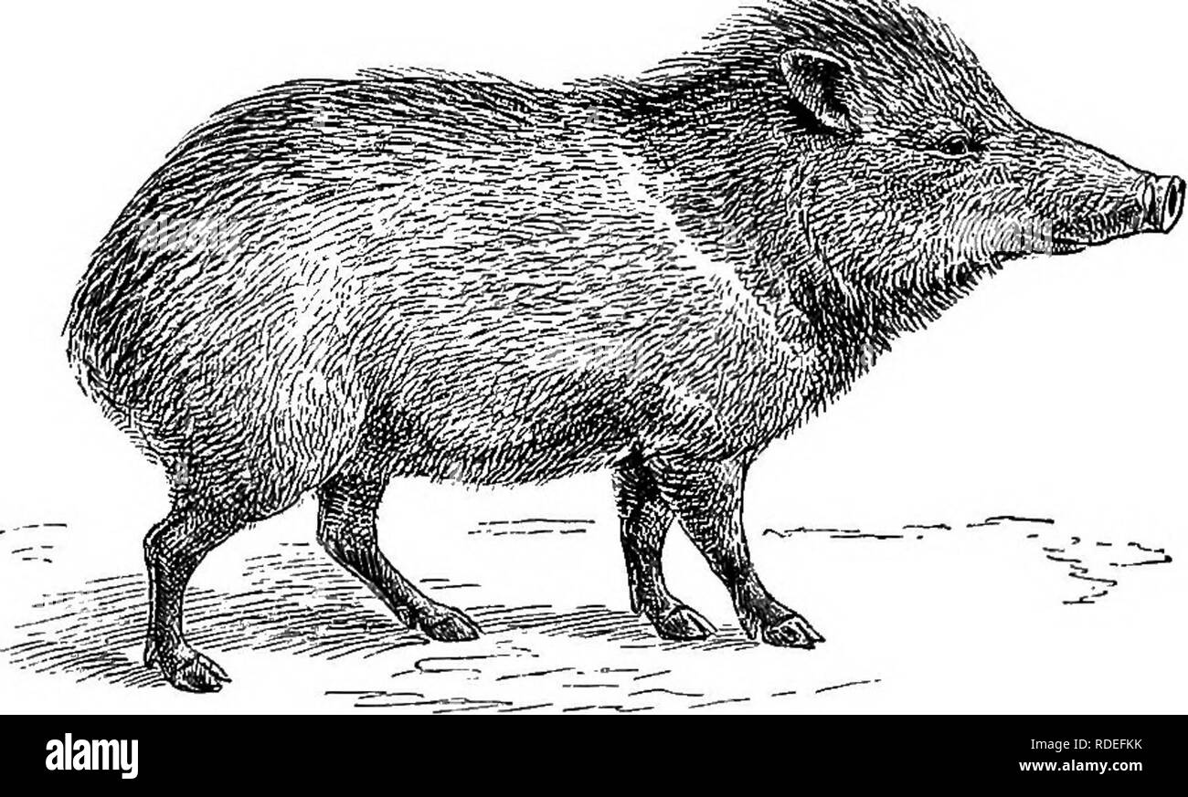 Two toed feet Black and White Stock Photos & Images - Alamy