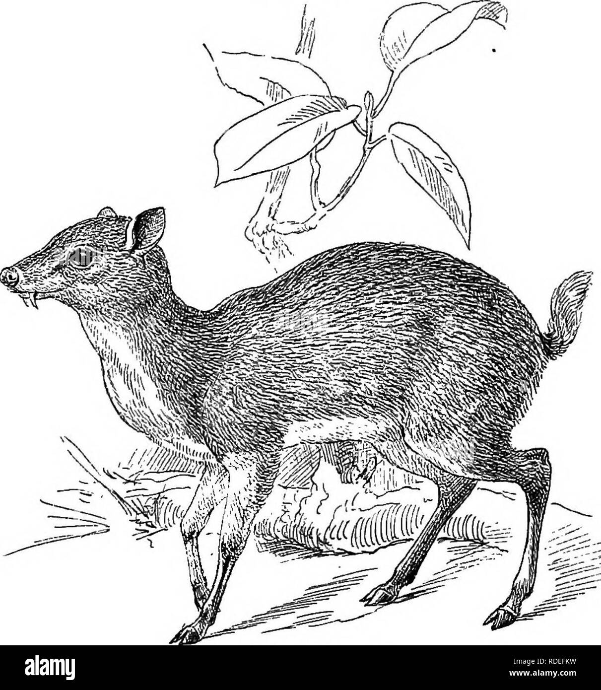 . American types of animal life. Zoology; Animal behavior. igo TYPES OF ...