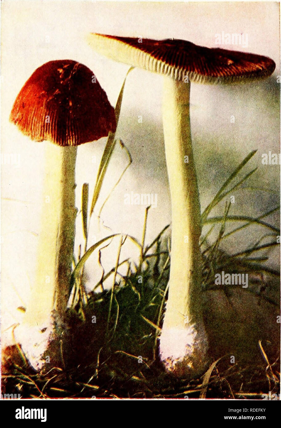 Amanitopsis parcivolvata mushrooms hi-res stock photography and images ...