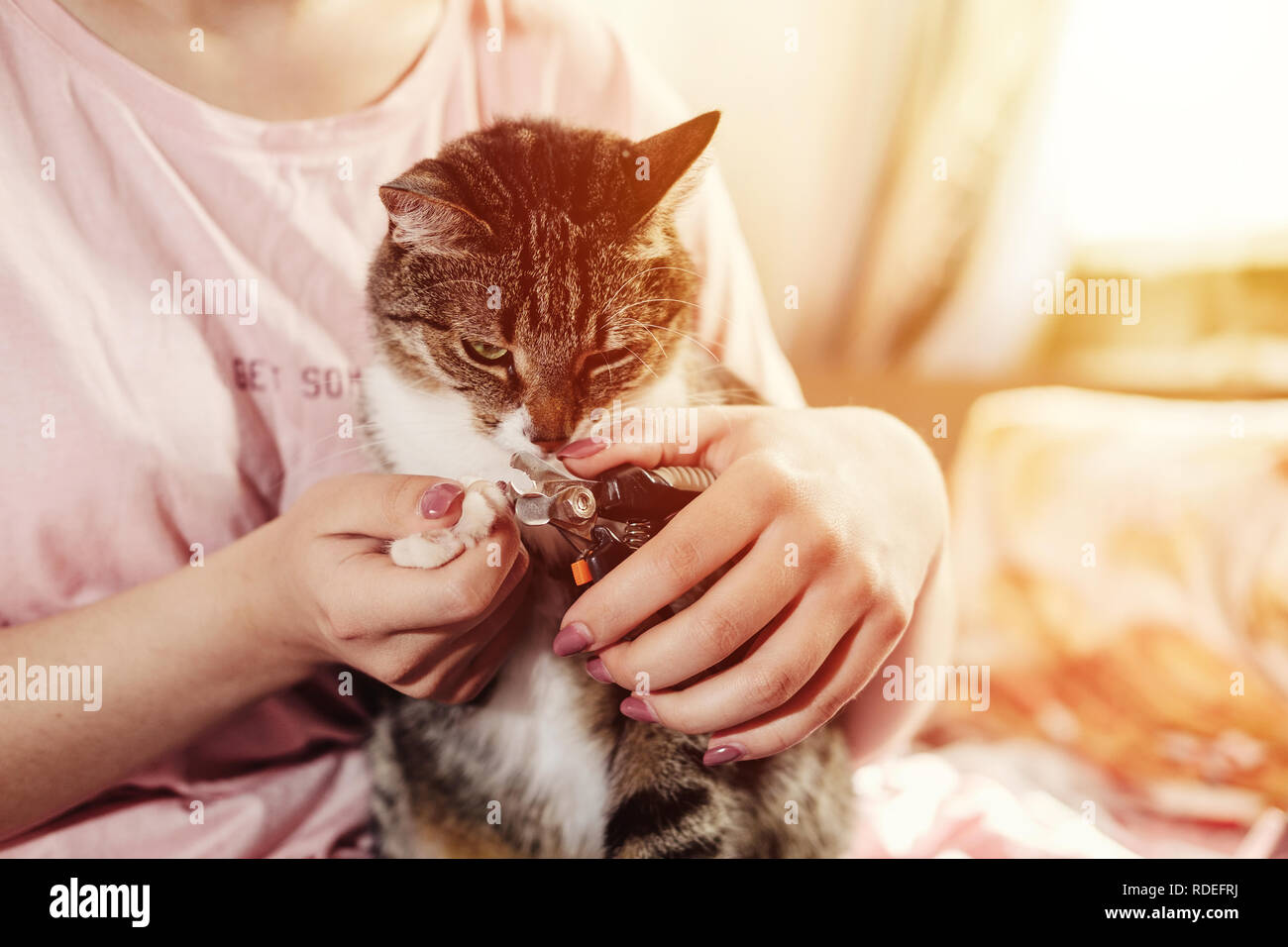 Woman scissors cat hi-res stock photography and images - Alamy