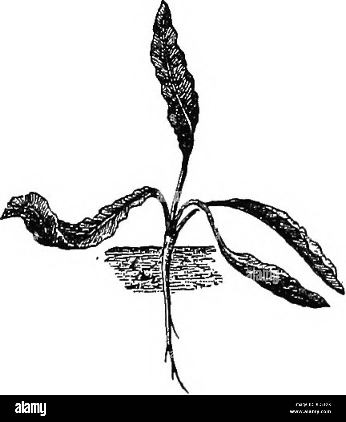 . The sugar beet : including a history of the beet sugar industry in ...