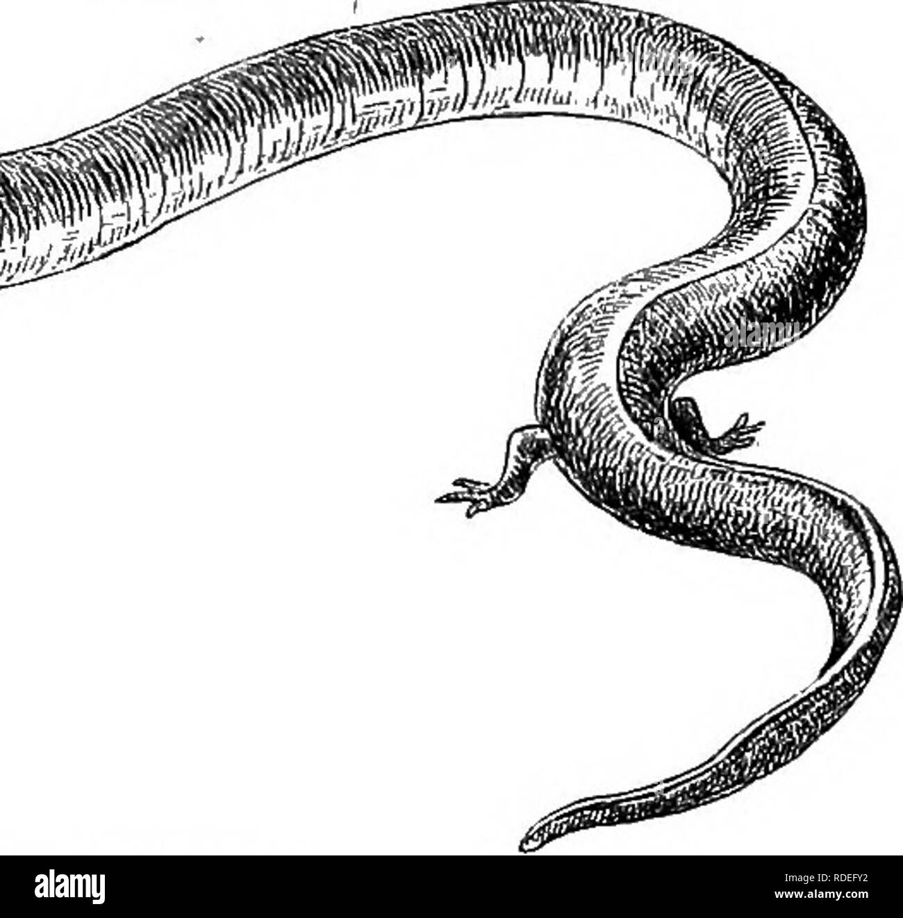 amphiuma diagram