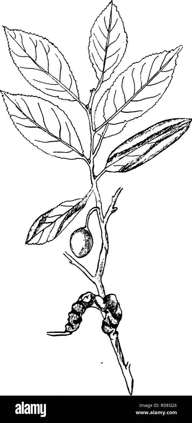 Hackberry tree form Cut Out Stock Images & Pictures - Alamy