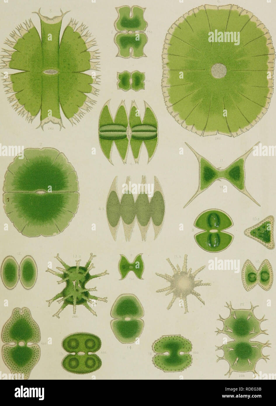 . A contribution to the history of the fresh-water algÅ of North ...