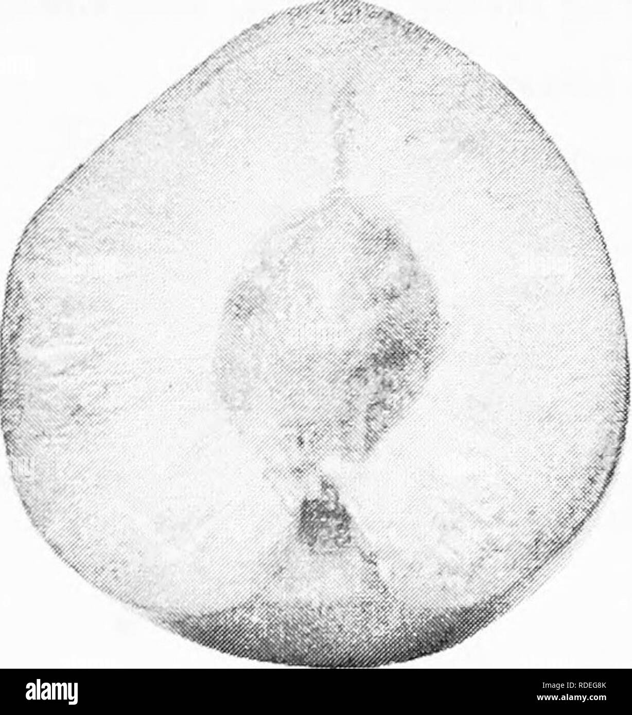 Japanese cooking class Black and White Stock Photos & Images - Alamy