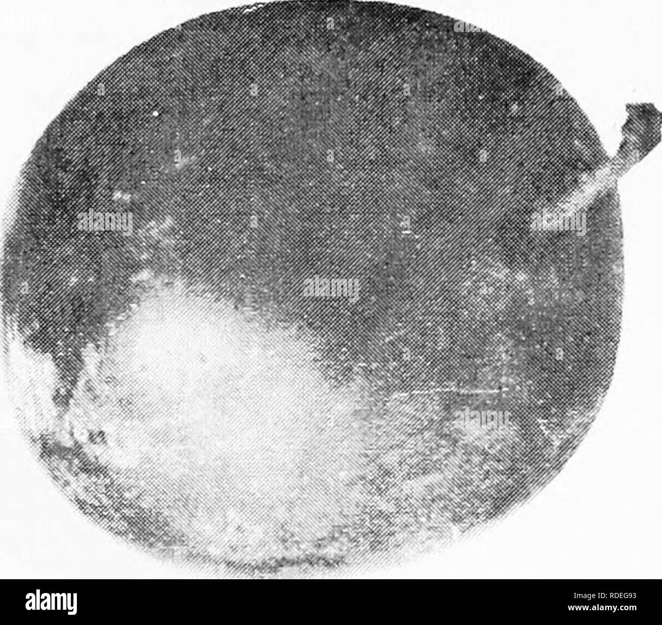 . The fruits of Ontario. Fruit-culture. ' Qu.rKENBO.^B. Fruit: large ...